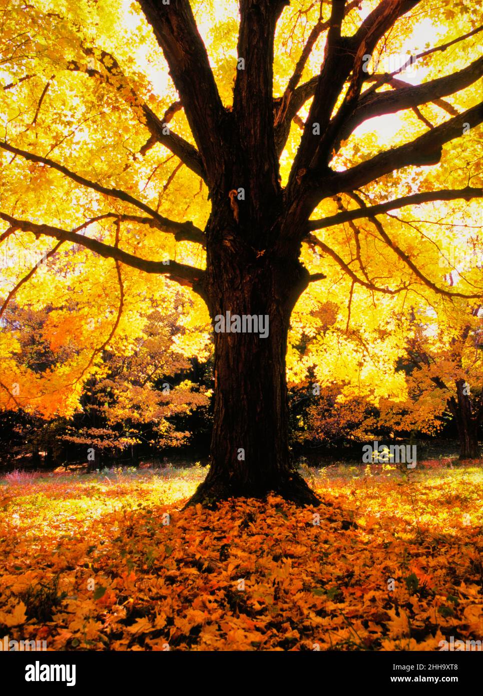 New England maple tree in autumn sunlight Stock Photo - Alamy