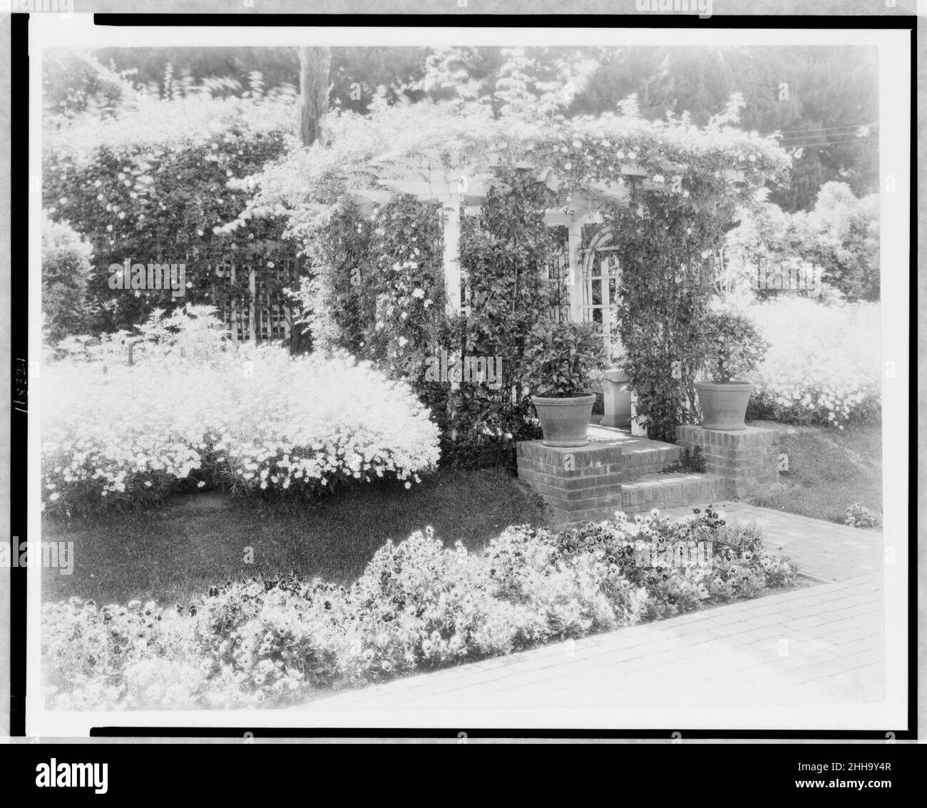 Daisies roses Black and White Stock Photos & Images - Alamy