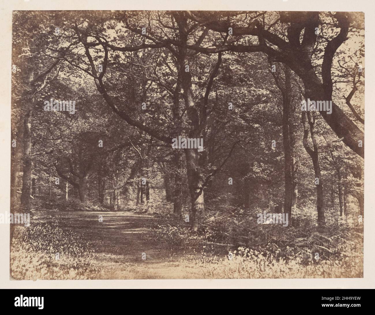 Wood-scene, Norton, Cheshire 1856 Thomas Davies British. Wood-scene ...