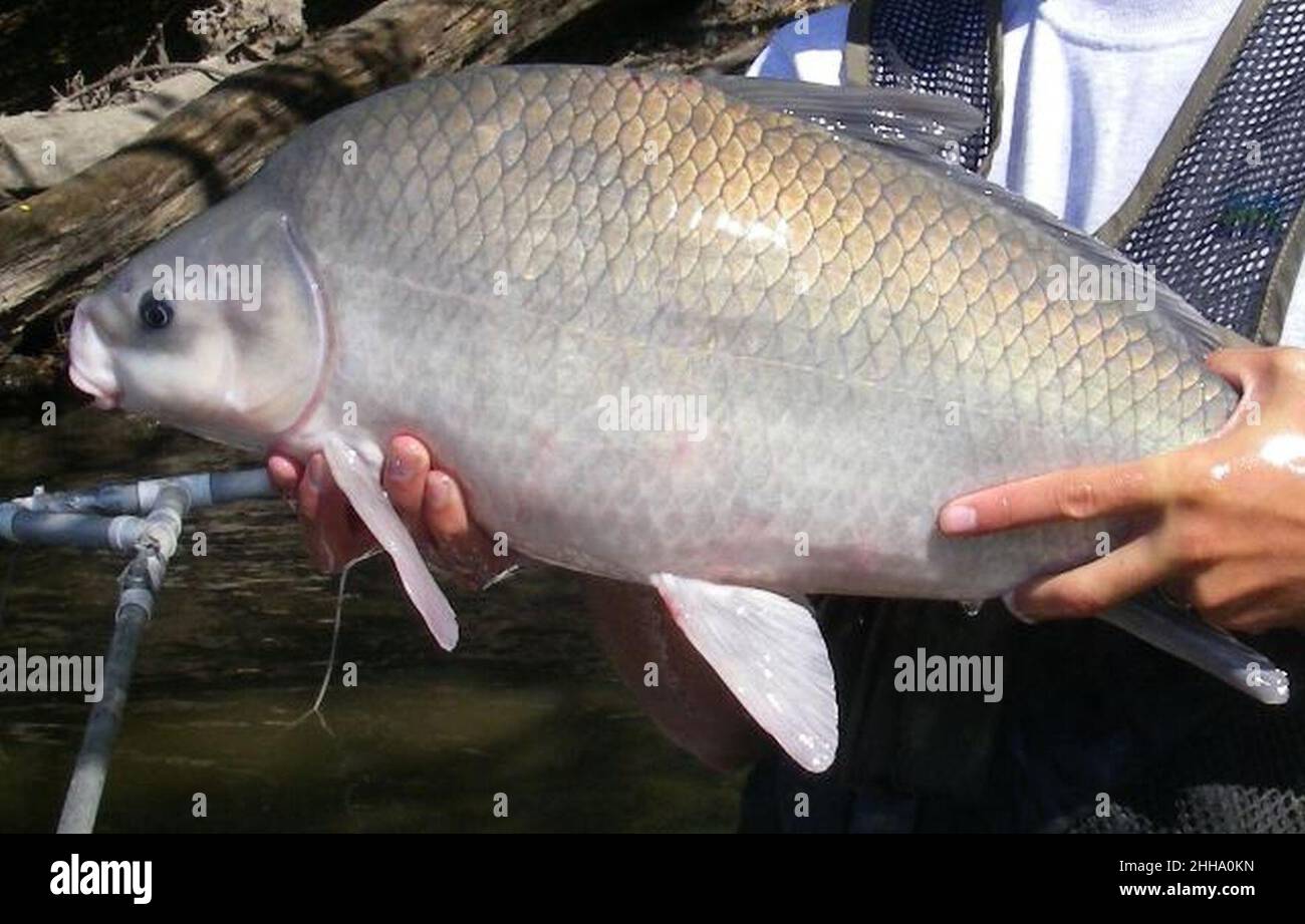 Smallmouth buffalo hi-res stock photography and images - Alamy