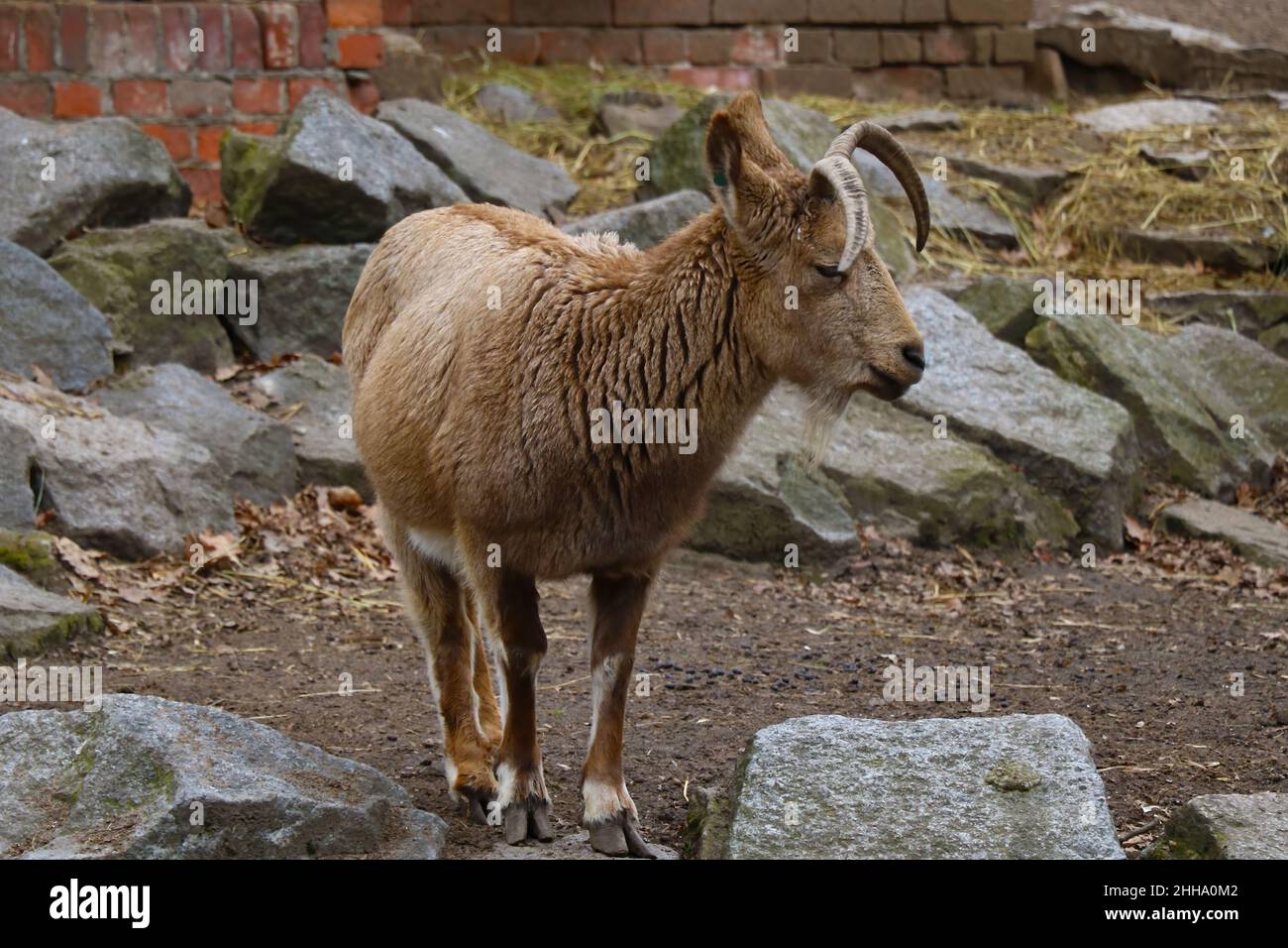Small bighorn ram sheep hi-res stock photography and images - Alamy