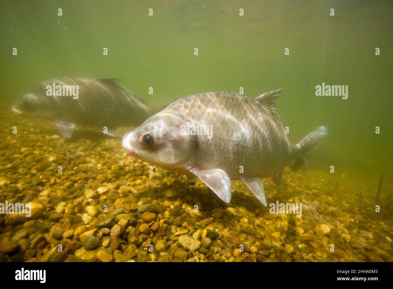 What Is A Smallmouth Buffalo , Smallmouth buffalo Facts for Kids – CISHZD