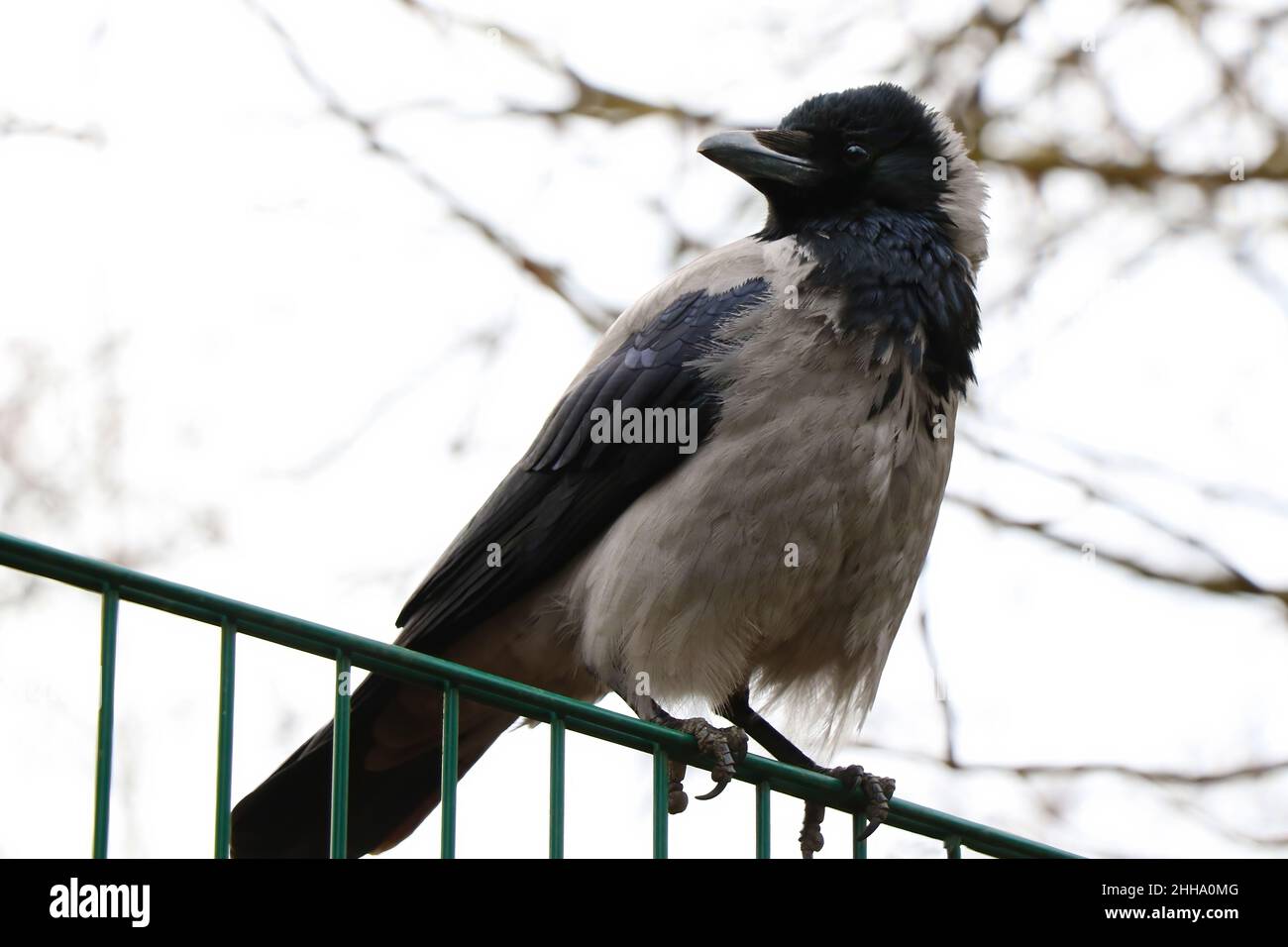 Raven large death hi-res stock photography and images - Alamy