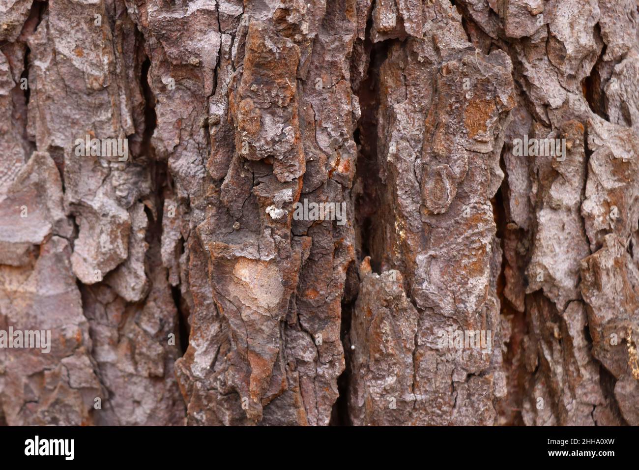 Trunk of brown tree bark, background, texture Stock Photo - Alamy