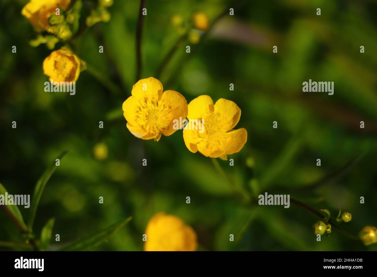 Perennial spring water hi-res stock photography and images - Alamy