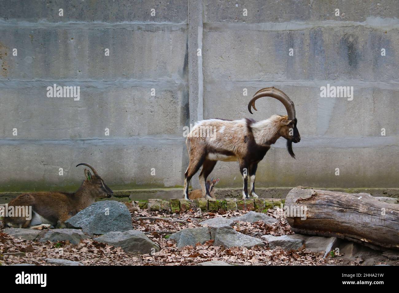Goats climbing cliff europe hi-res stock photography and images - Alamy