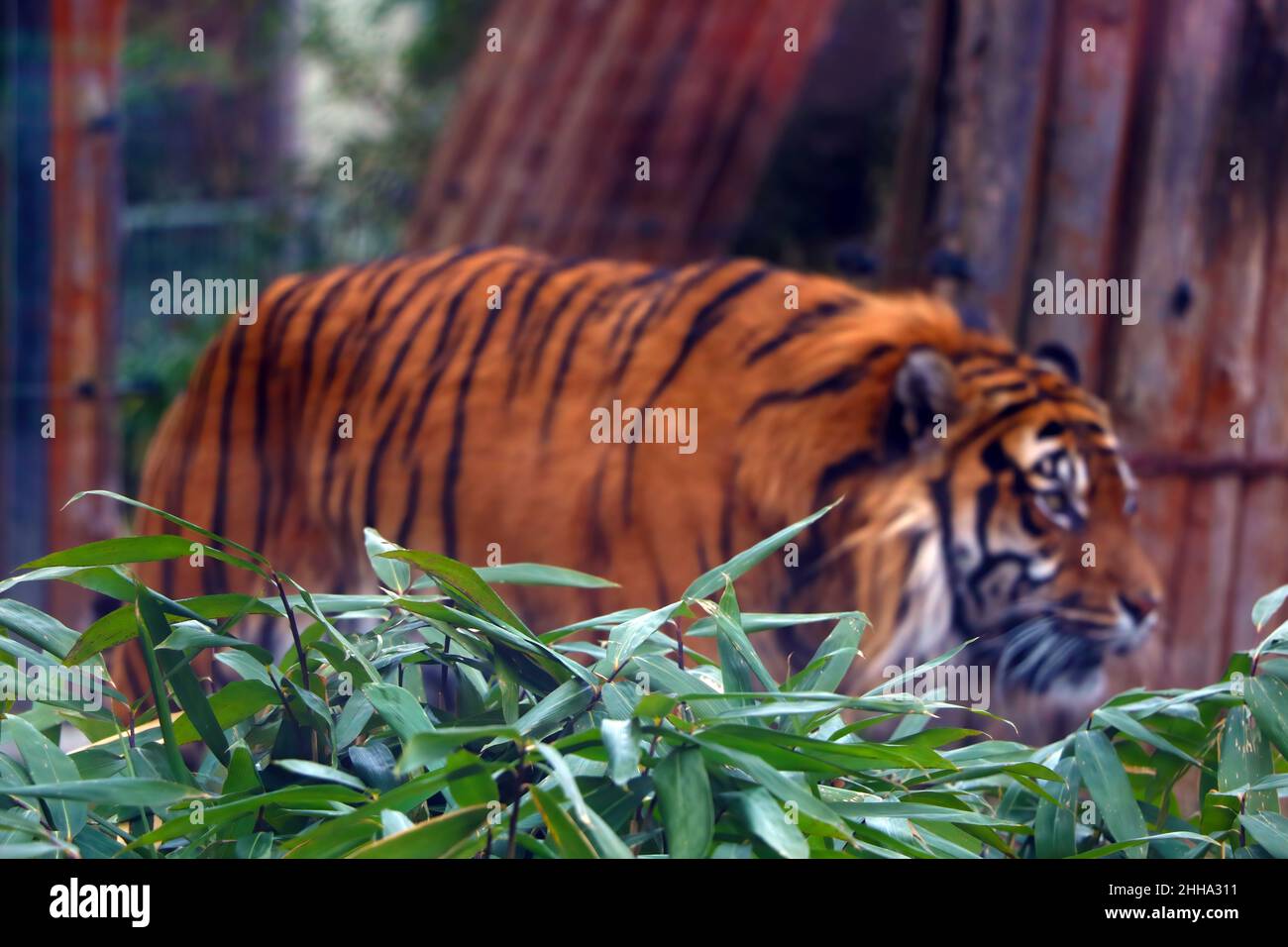 In focus cat face hi-res stock photography and images - Alamy
