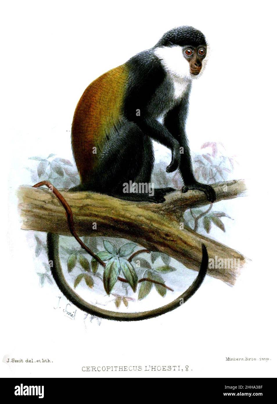 Cercopithecus Cut Out Stock Images & Pictures - Alamy