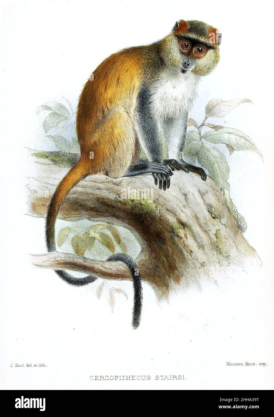 Cercopithecus Cut Out Stock Images & Pictures - Alamy