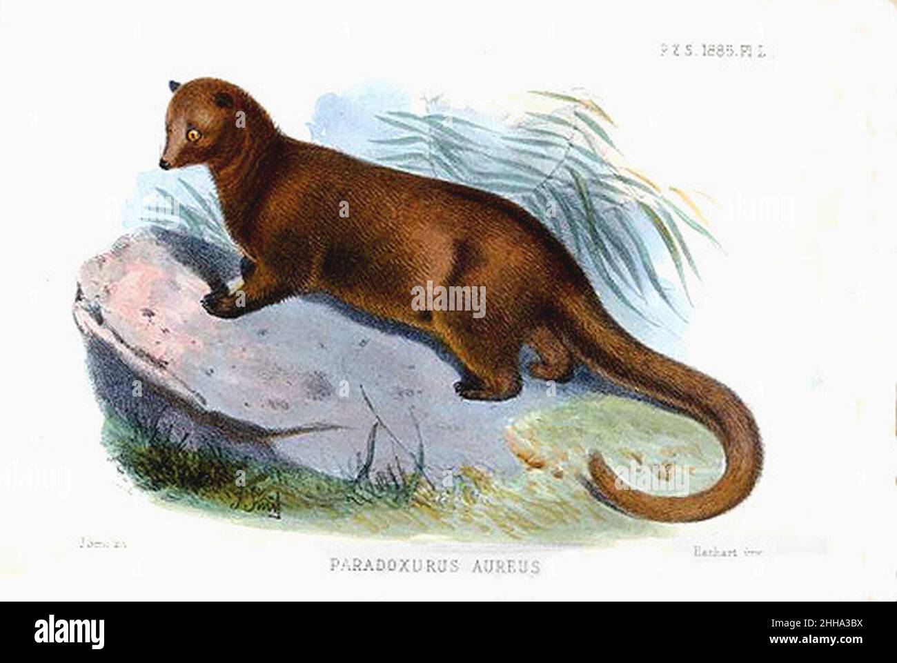 Paradoxurus hi-res stock photography and images - Alamy