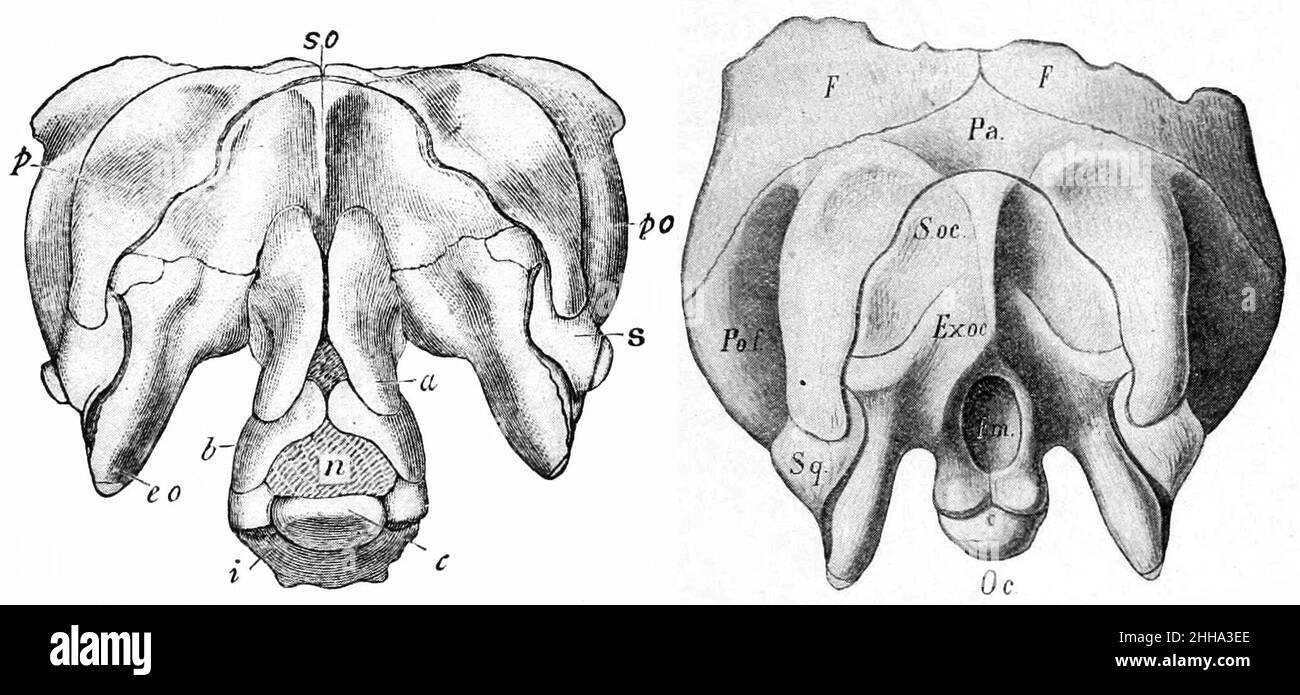 Skull back Black and White Stock Photos & Images - Alamy