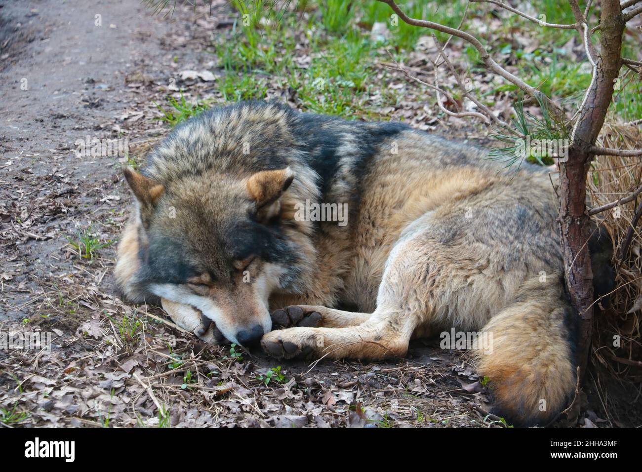 An adult wolf sleeps under a tree in the forest Stock Photo - Alamy