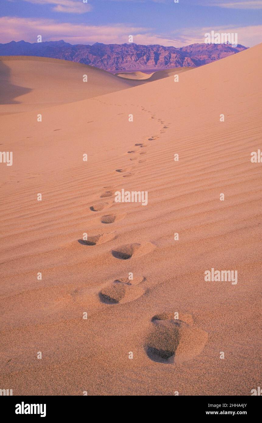 Desert footprint tracks in sand dunes Stock Photo - Alamy
