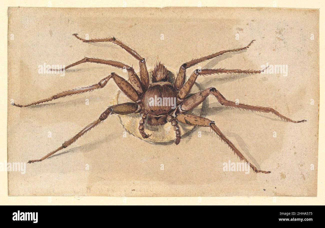 A Spider late 17th–early 18th century Jan Vincentsz van der Vinne Dutch ...