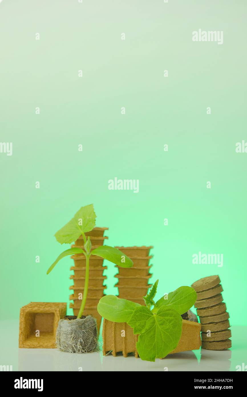 cucumbers seedlings in peat tablets.peat cups for seedlings ...