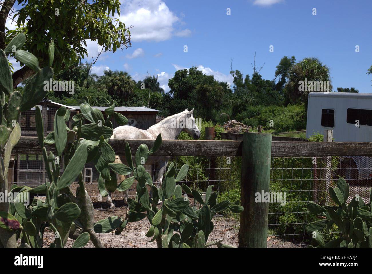 A white horse and pony in the ranch on a sunny day and blue skies Stock ...