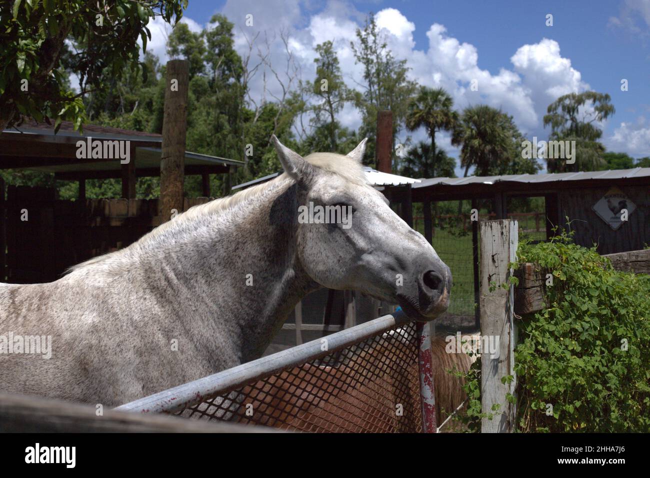 A white horse and pony in the ranch on a sunny day and blue skies Stock ...