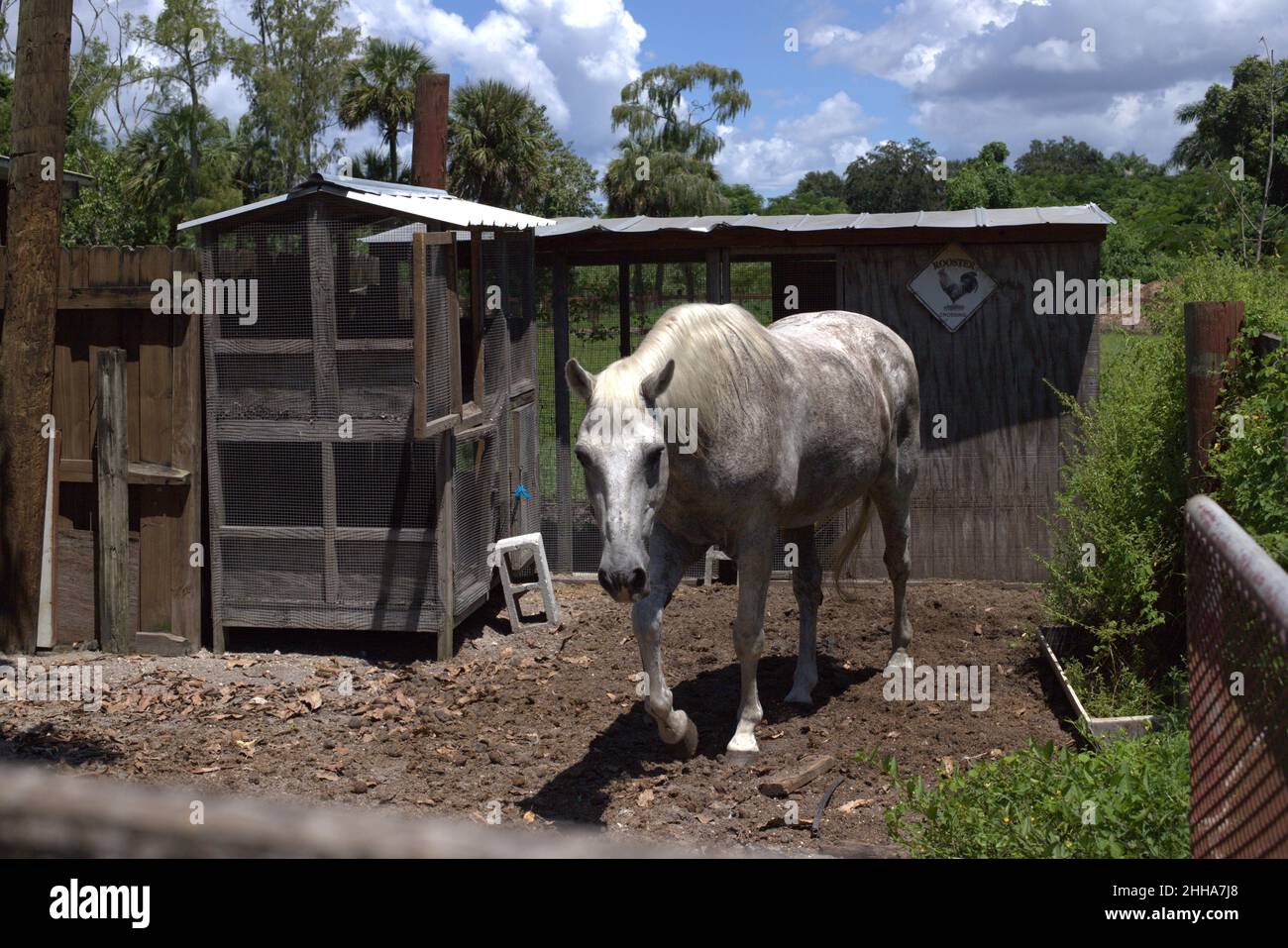A white horse and pony in the ranch on a sunny day and blue skies Stock ...