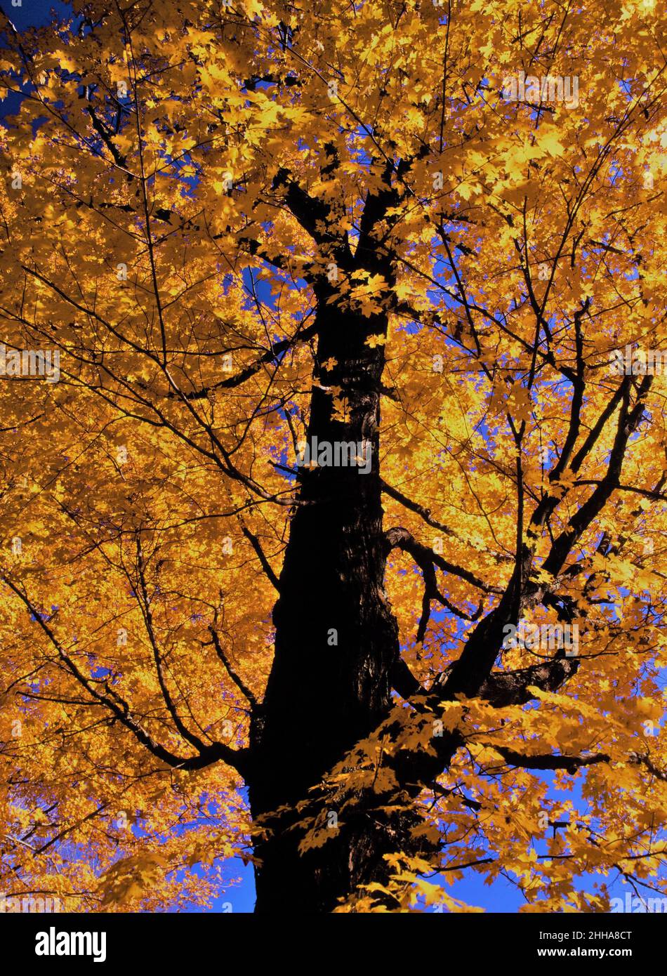 New England maple tree in autumn Stock Photo - Alamy