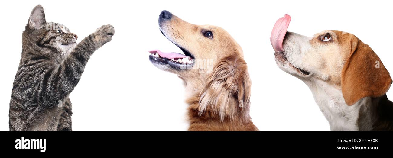 Group of beautiful animals in front of a white background Stock Photo ...
