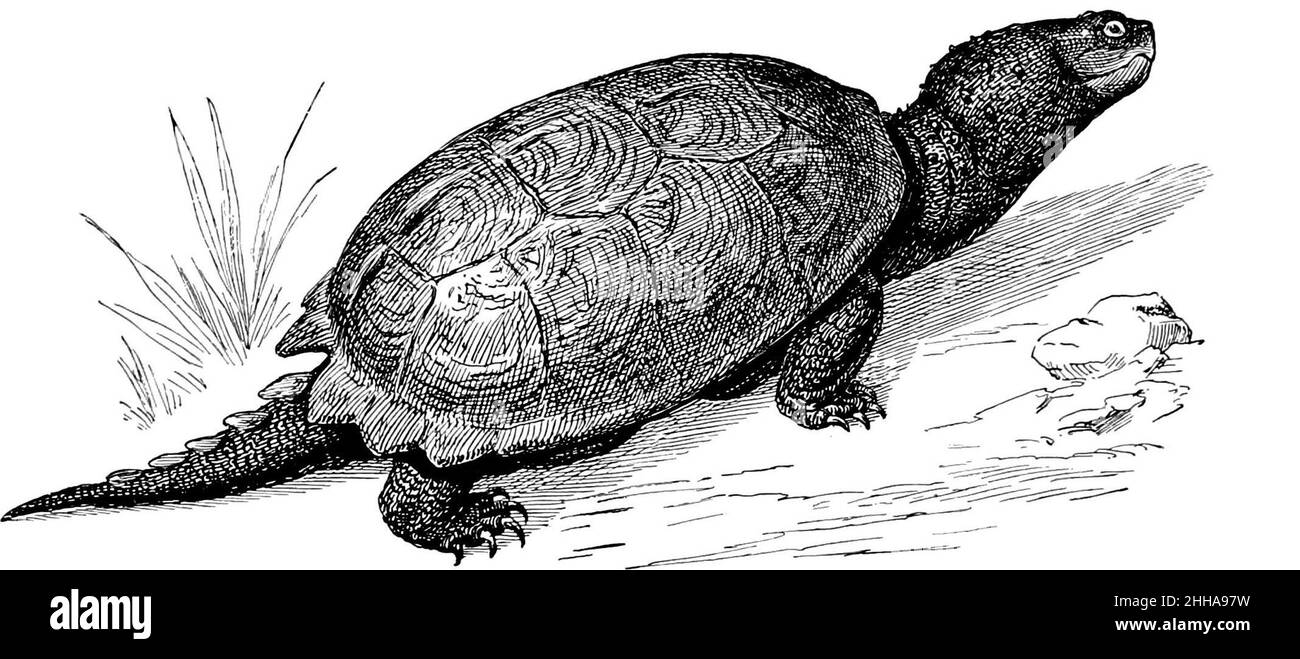 Snapping turtle Cut Out Stock Images & Pictures - Alamy