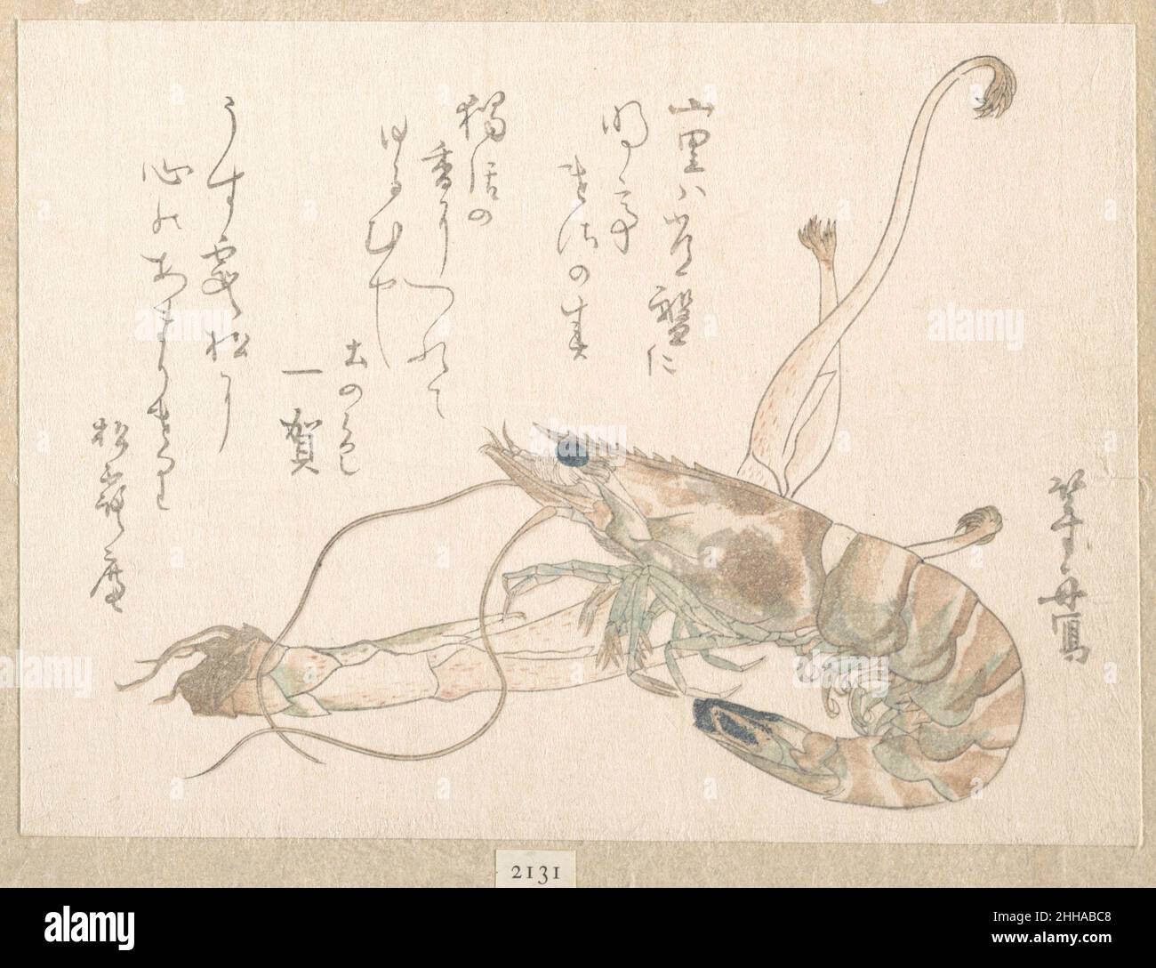 Shrimp and Udo Plant Uematsu Tōshū Japanese. Shrimp and Udo Plant 54986 ...