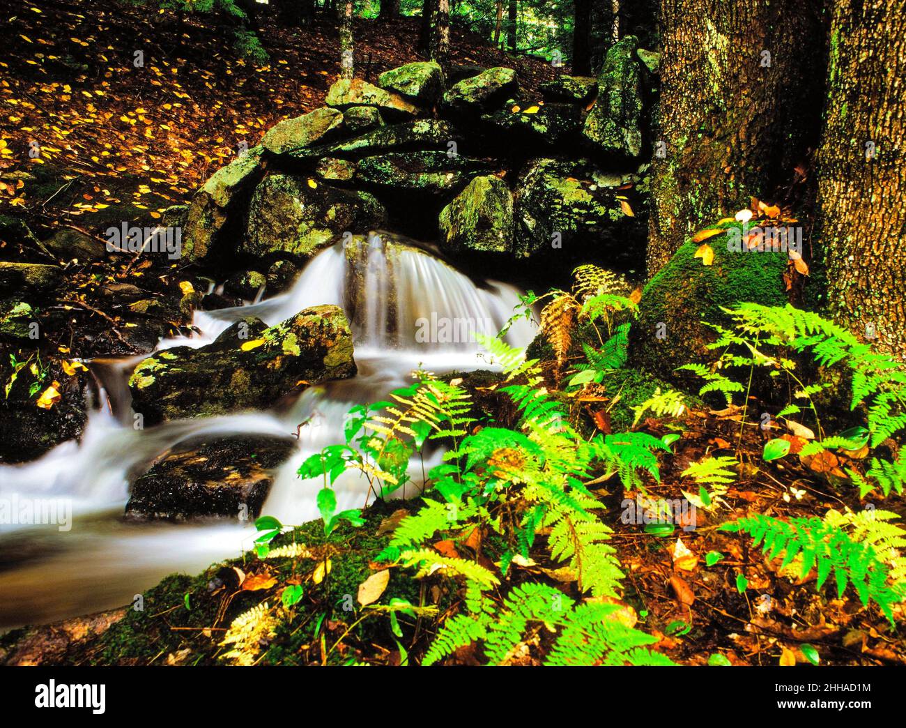 Stream ferns in forest hi-res stock photography and images - Alamy