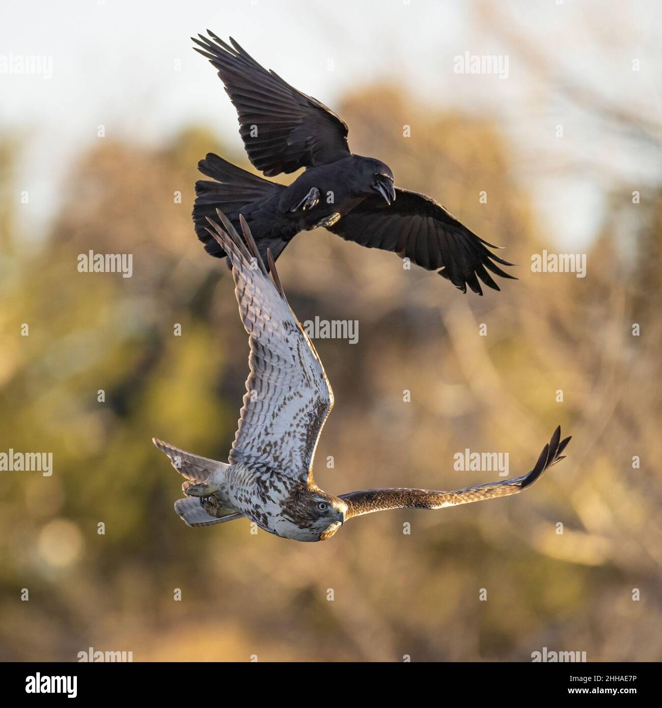 Juvenile Red-tailed hawk (Buteo jamaicensis) being mobbed in flight by ...