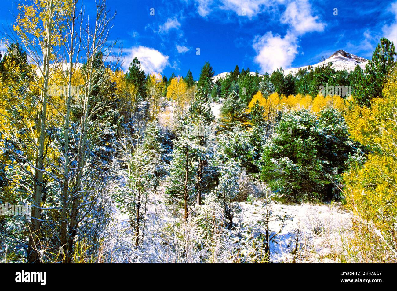 Autumn aspen trees Stock Photo - Alamy