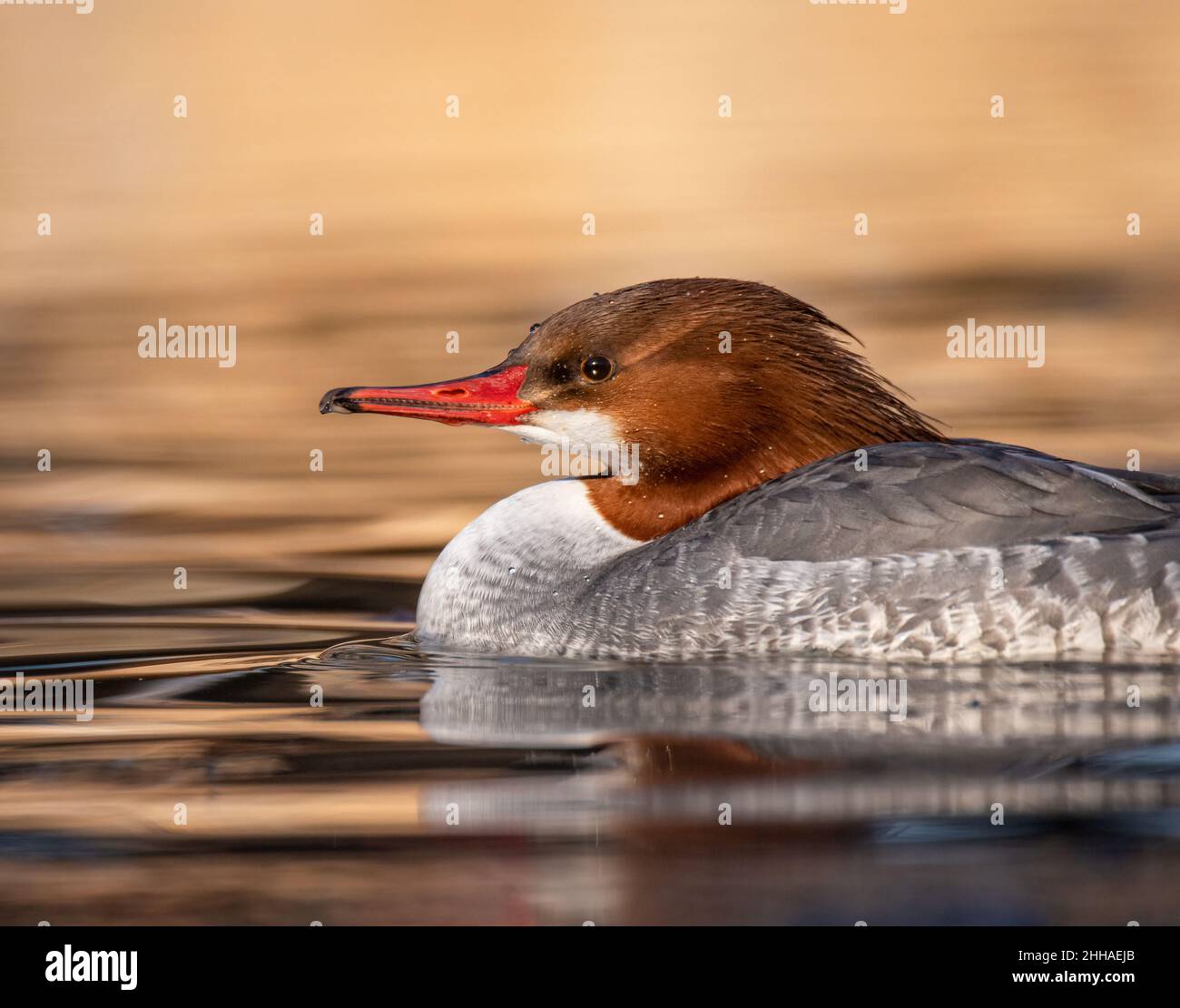 Hen swimming hi-res stock photography and images - Alamy
