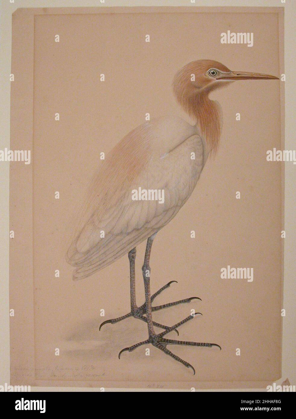 A Heron late 18th century Produced during the British colonial period ...