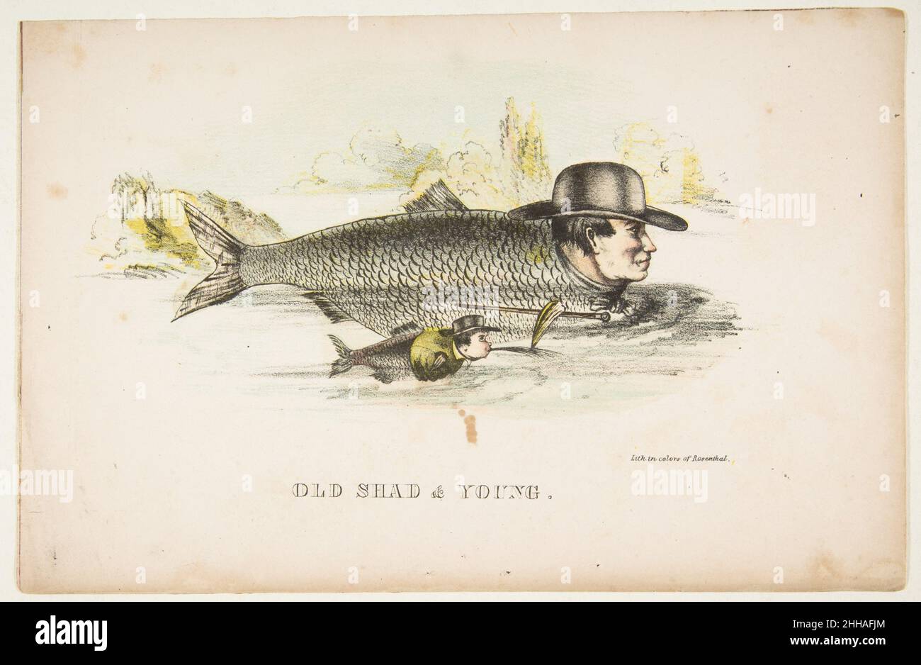 American shad hi-res stock photography and images - Alamy