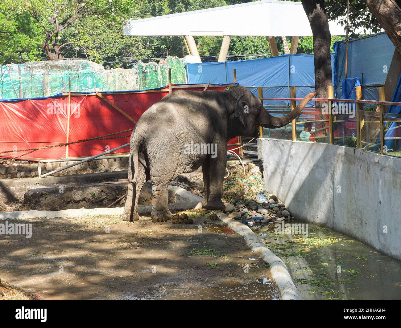 Manila, Philippines. 22nd Jan, 2022. Mali the elephant seems to enjoy ...