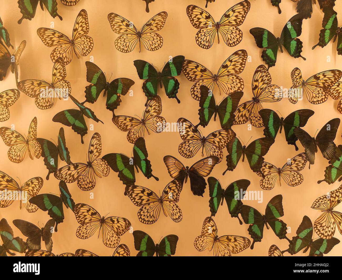 Manila, Philippines. 22nd Jan, 2022. Butterfly species are exhibited at ...