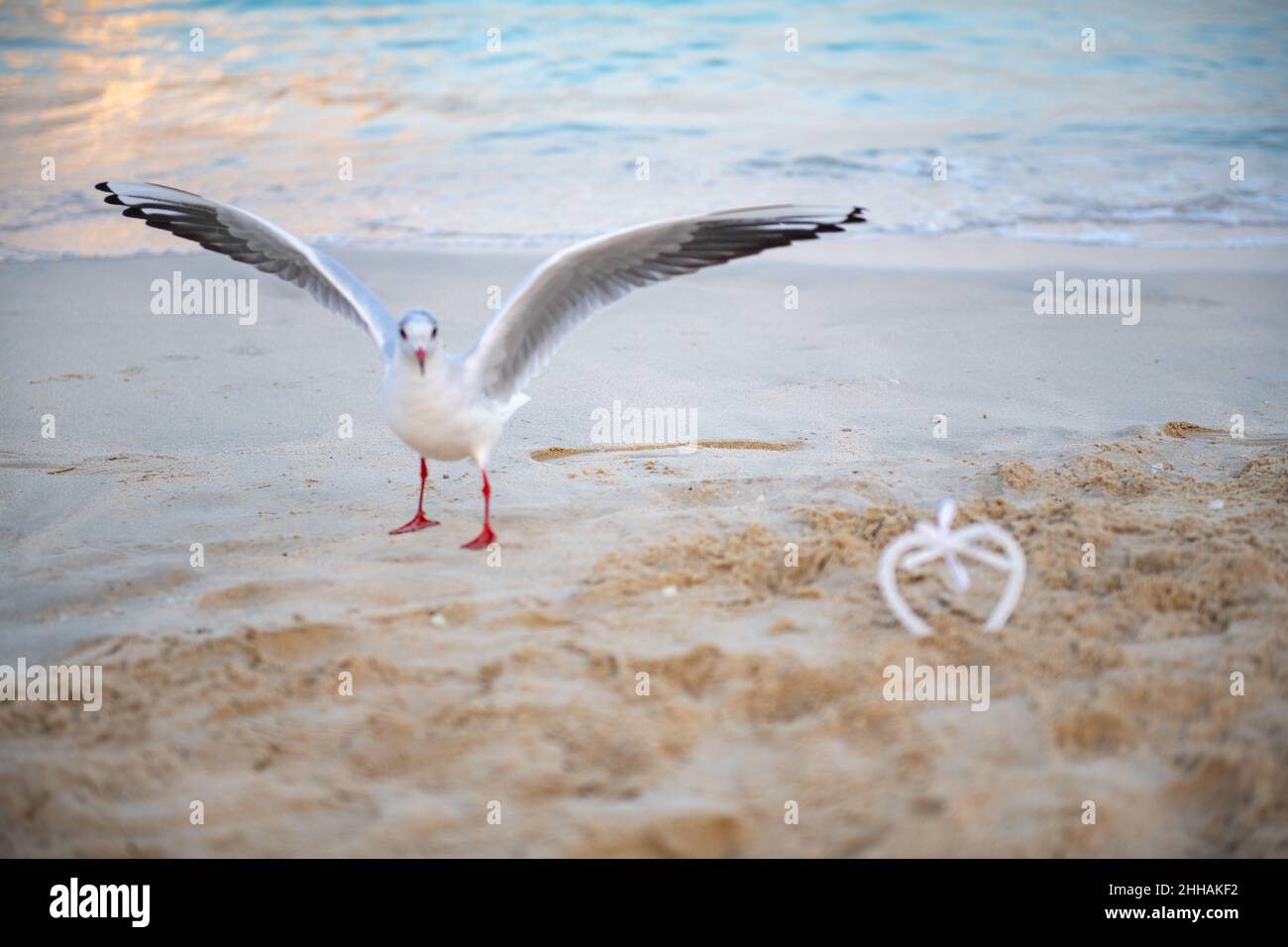 flying seagull and one white valentine on the beach Stock Photo - Alamy