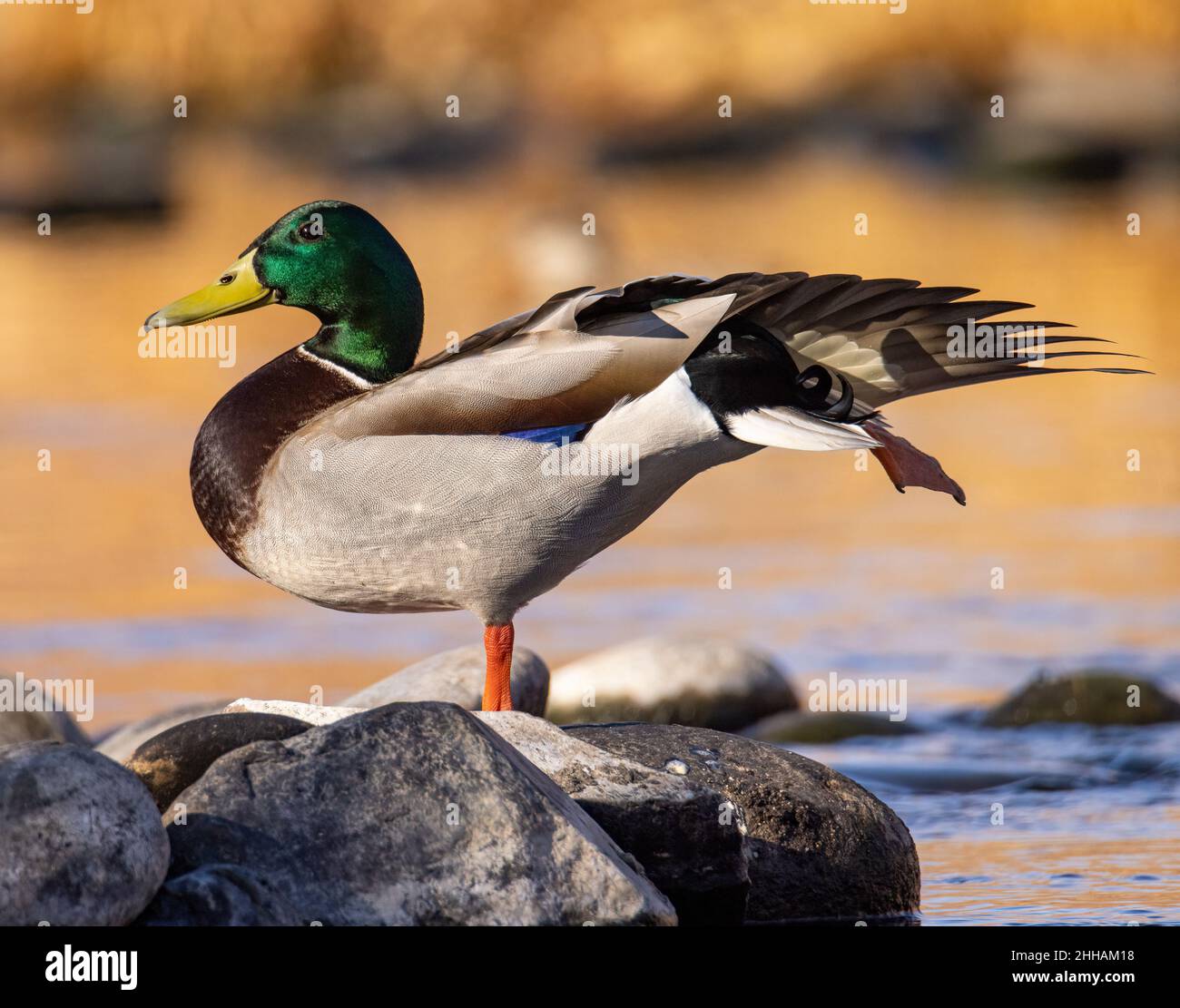 Mallard duck (Anas platyrhynchos) drake standing on rock stretching ...