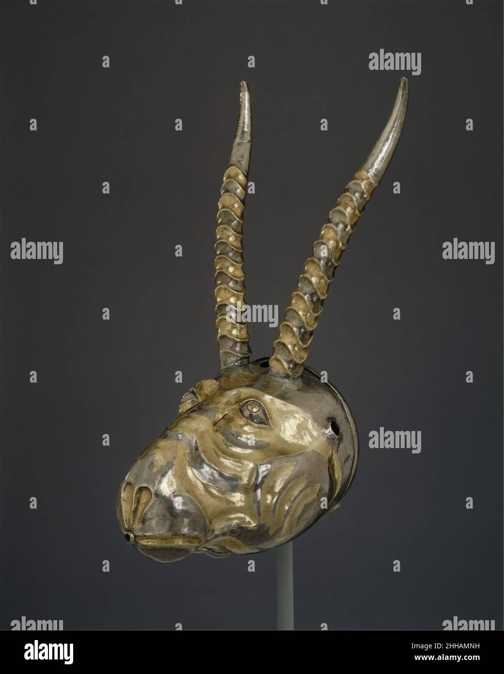 Saiga Antelope Skull