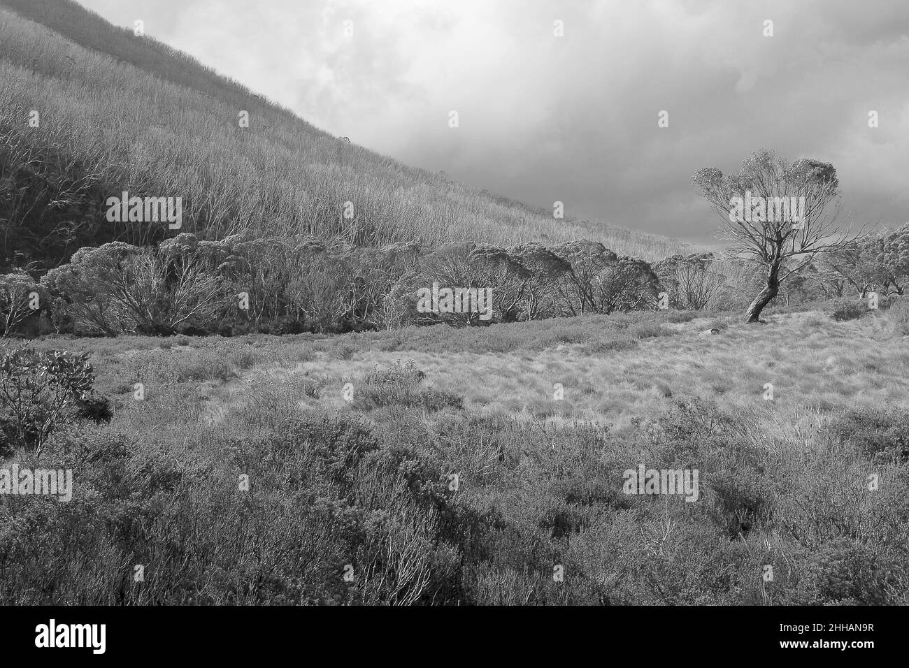 Australian alpine Black and White Stock Photos & Images - Alamy