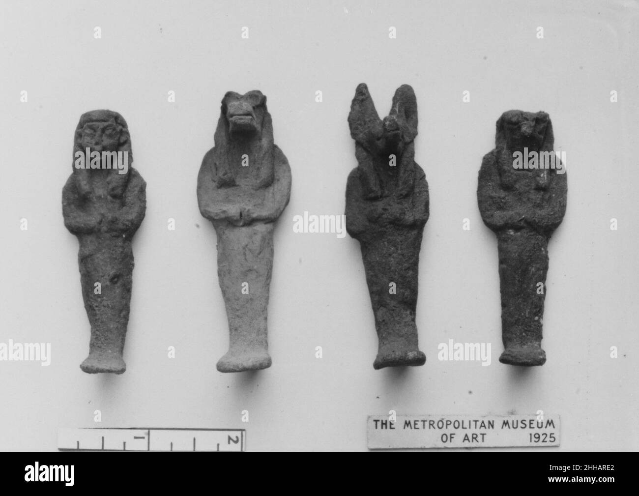 Jackal head Black and White Stock Photos & Images - Alamy