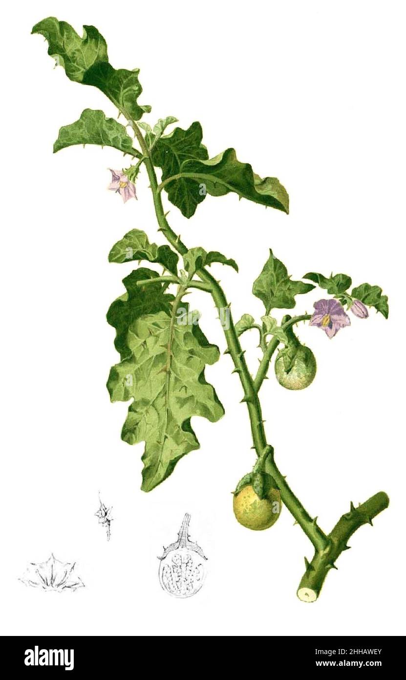 Solanum solanum sp hi-res stock photography and images - Alamy