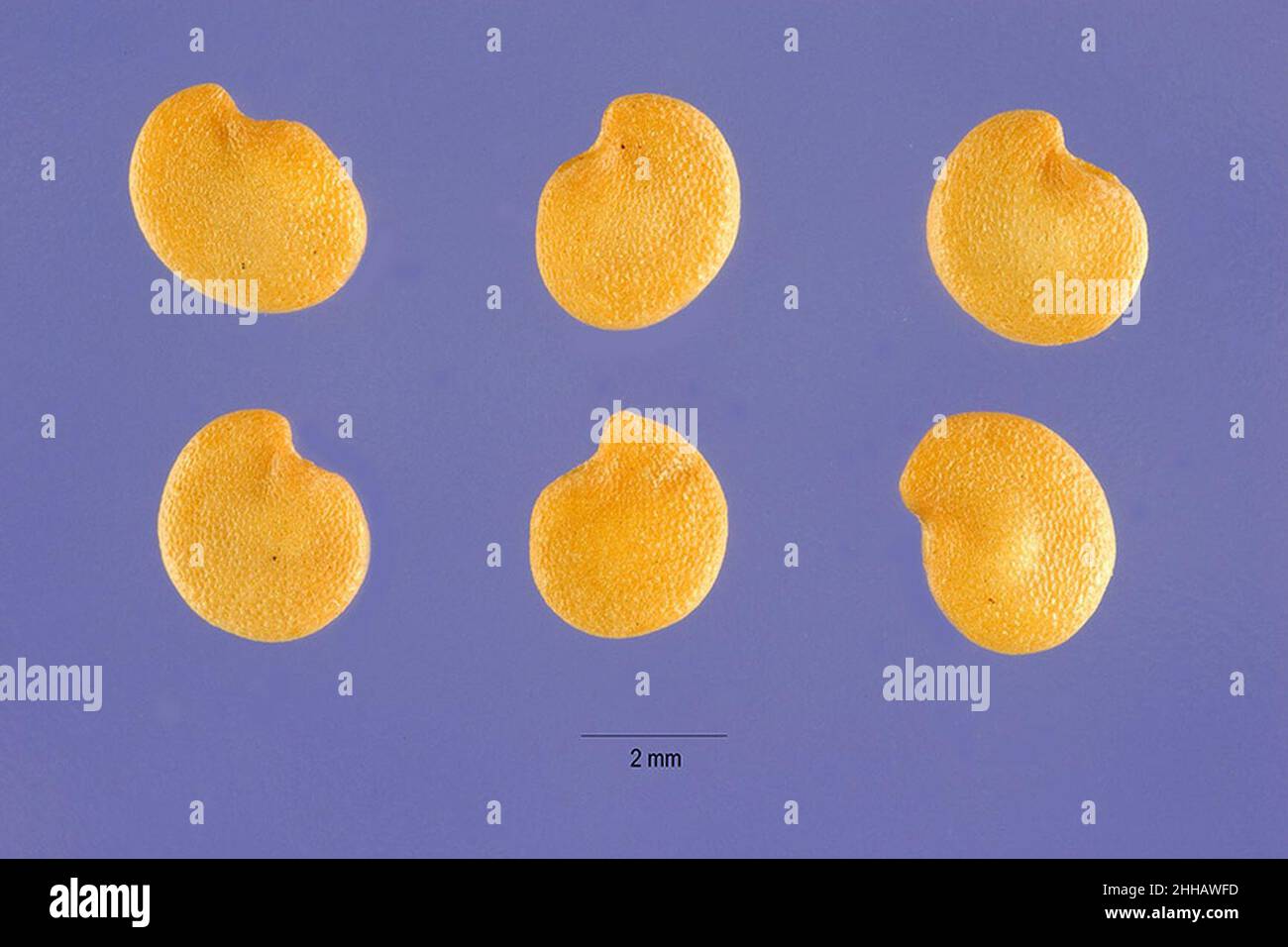 Solanum melongena seeds Stock Photo - Alamy