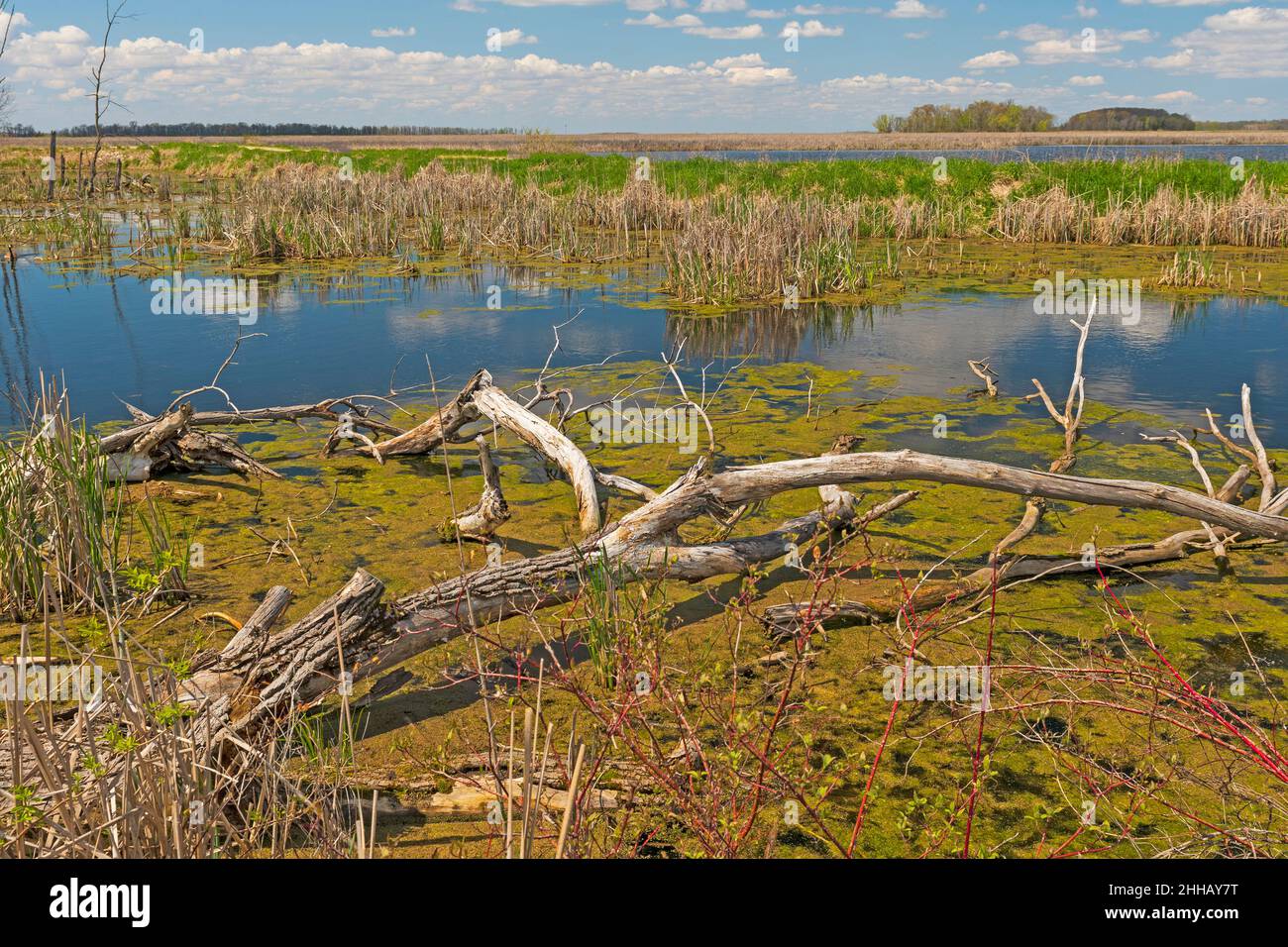 Horicon marsh ecosystem hi-res stock photography and images - Alamy