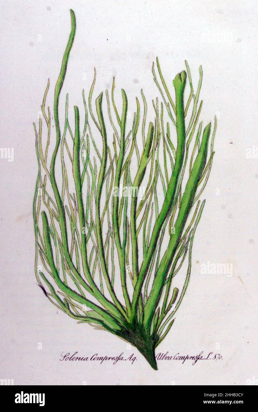 Solenia compressa hi-res stock photography and images - Alamy