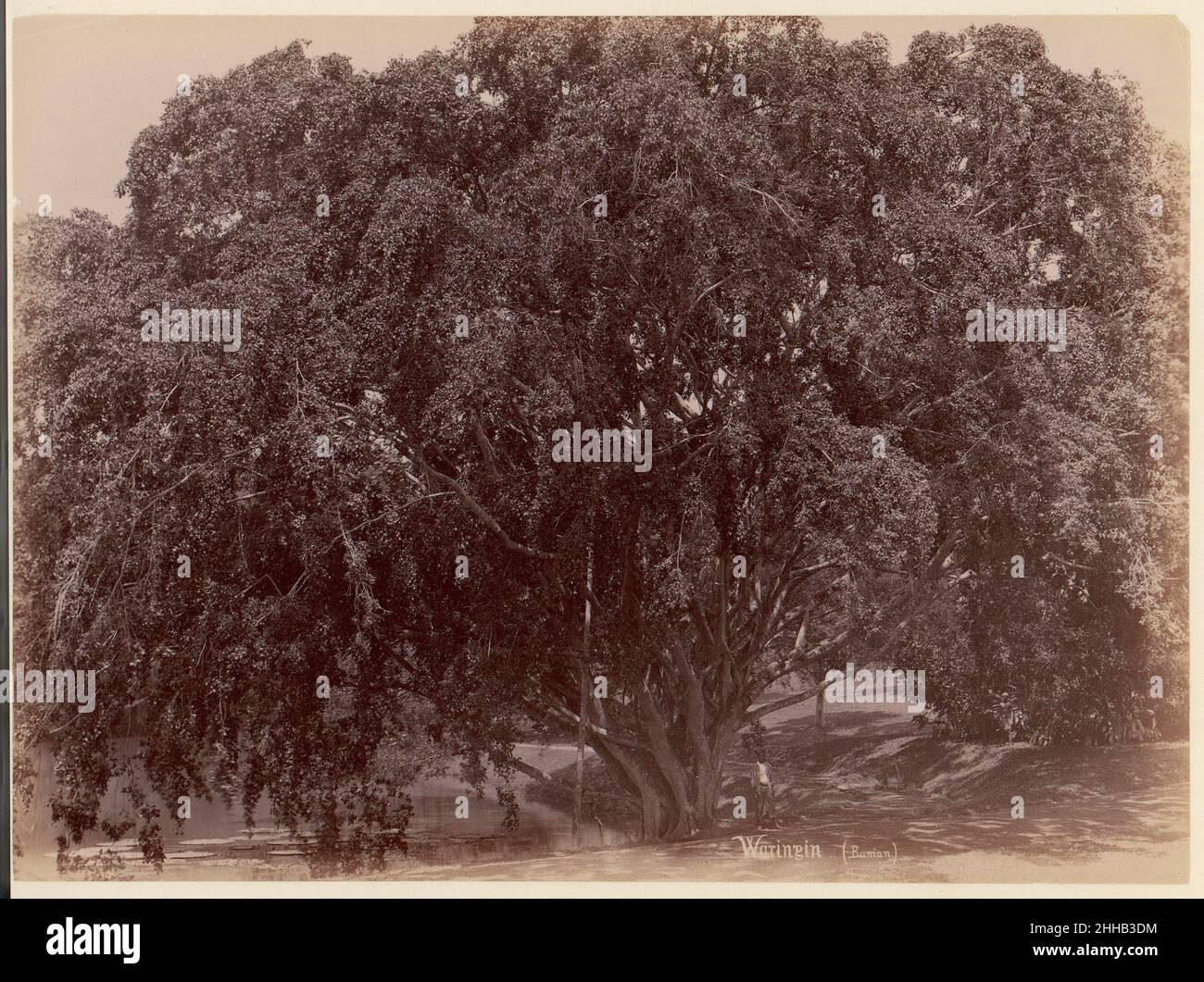 Waringin, (Banyan) 1860s–70s Unknown. Waringin, (Banyan) 264592 Stock ...