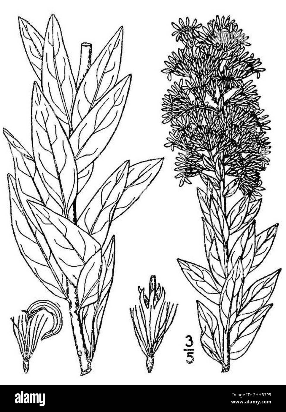 Angusta Cut Out Stock Images & Pictures - Alamy