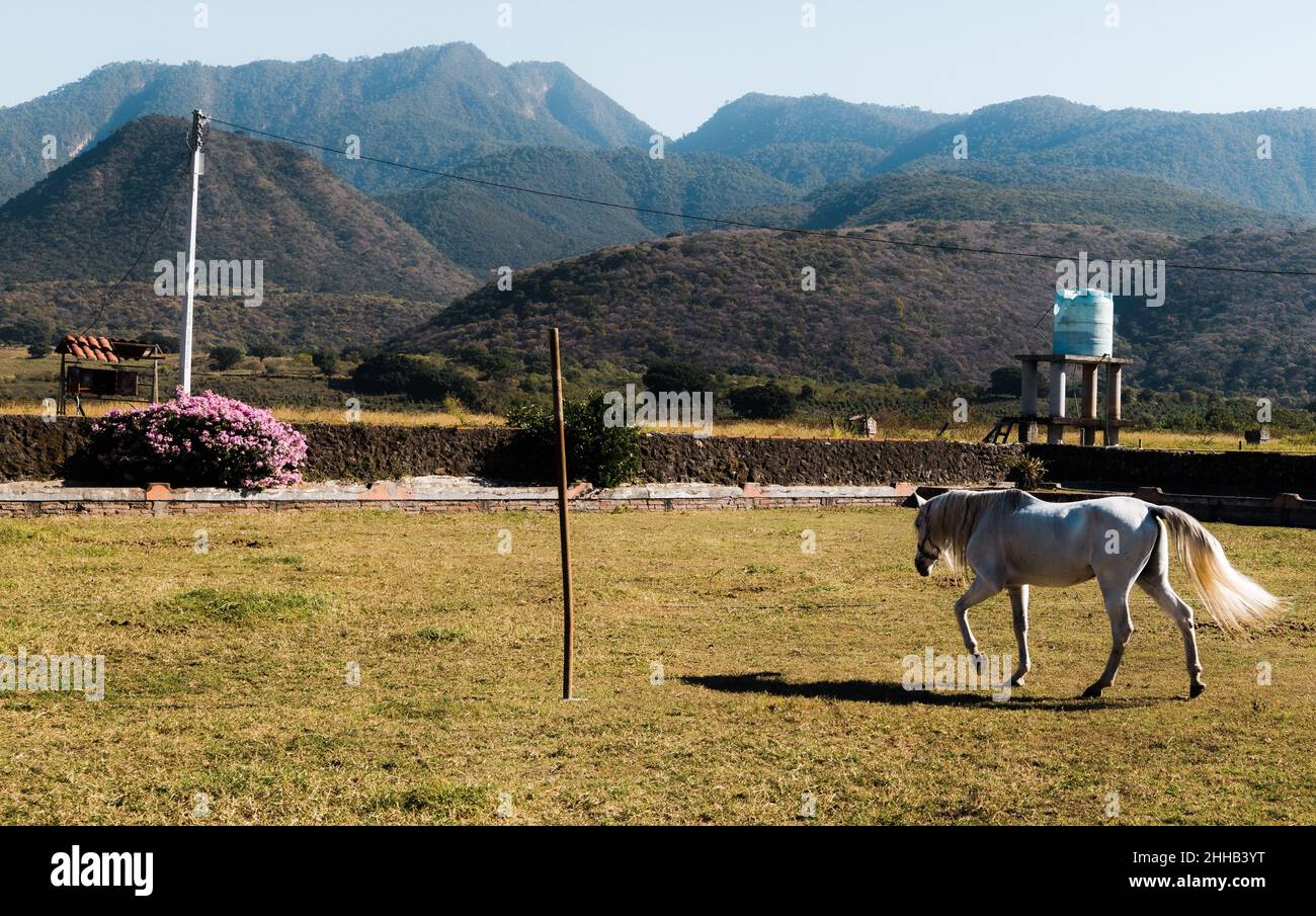 Horse at a Mexican ranch in Jalisco Stock Photo - Alamy