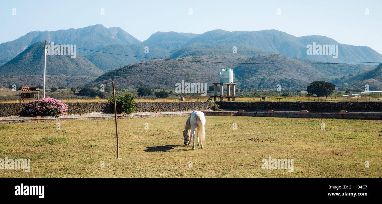 Horse at a Mexican ranch in Jalisco Stock Photo - Alamy