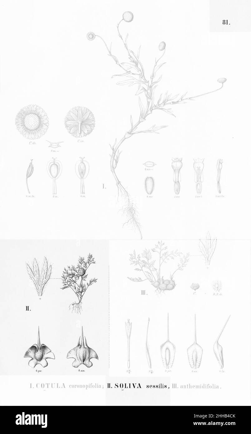 Soliva sessilis hi-res stock photography and images - Alamy