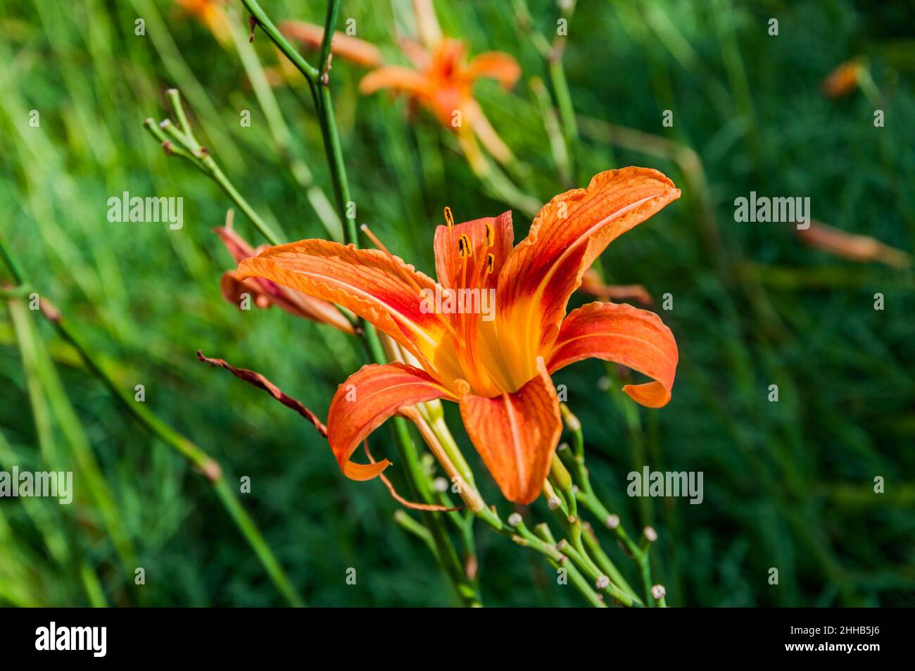 Day Lily in Full Bloom, Harpers Ferry, West Virginia, USA Stock Photo ...