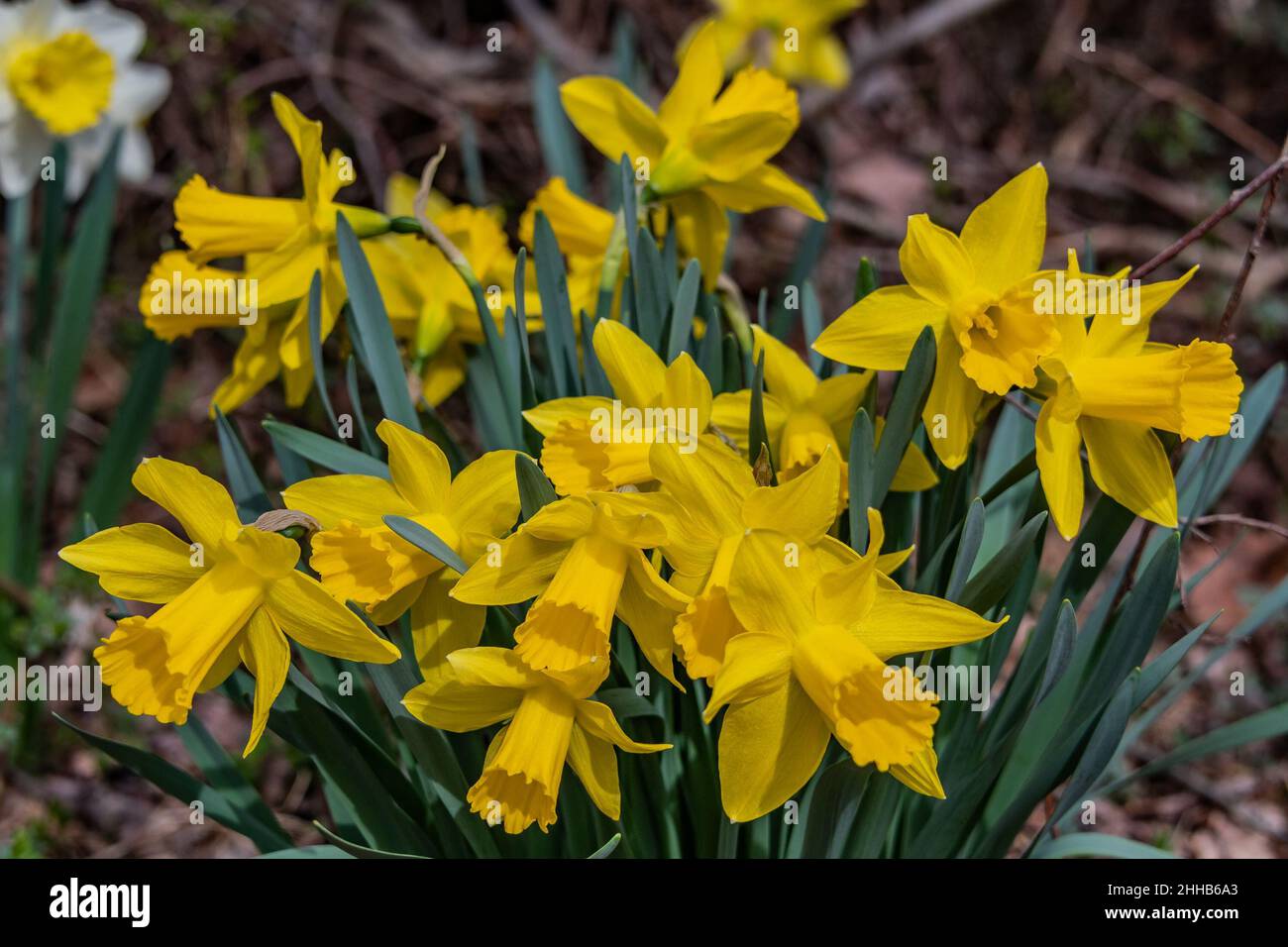 William kain park hi-res stock photography and images - Alamy